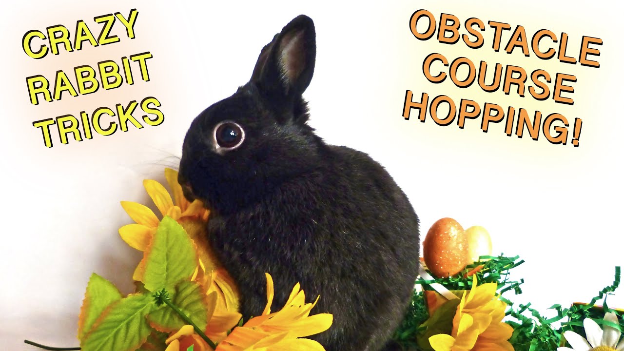 Crazy Rabbit Tricks: House Bunnies Hop Through Obstacle Courses - YouTube