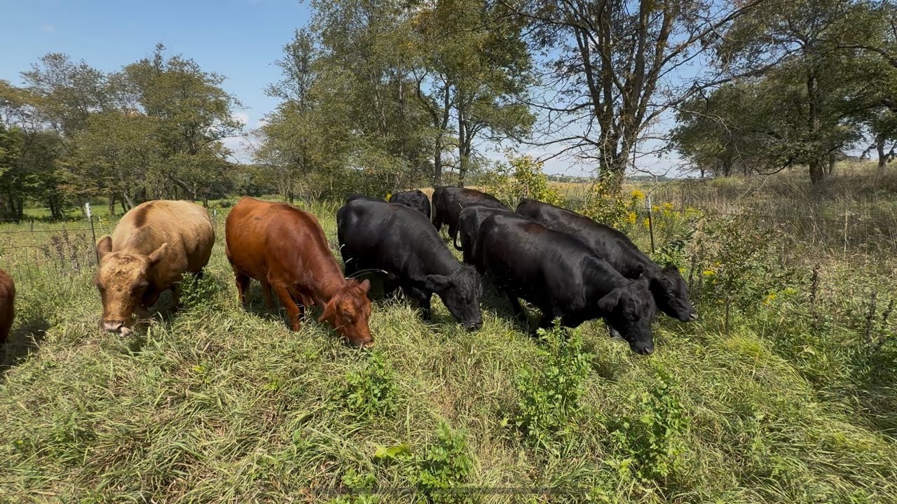 Dexter Cattle Grazing Fall Pasture And Why Cow #1 Is Leaving The Ranch ...