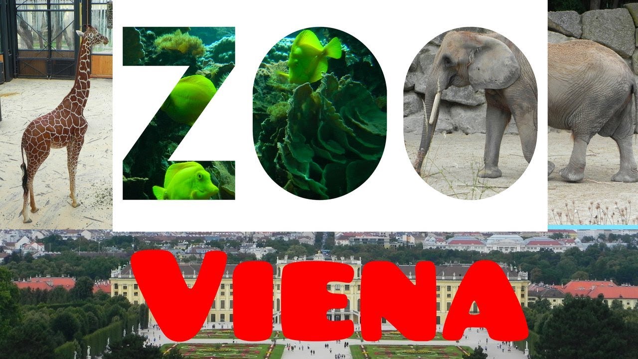 ZOO DE VIENA - SCHÖNBRUN | VLOG DE VIAGEM - YouTube