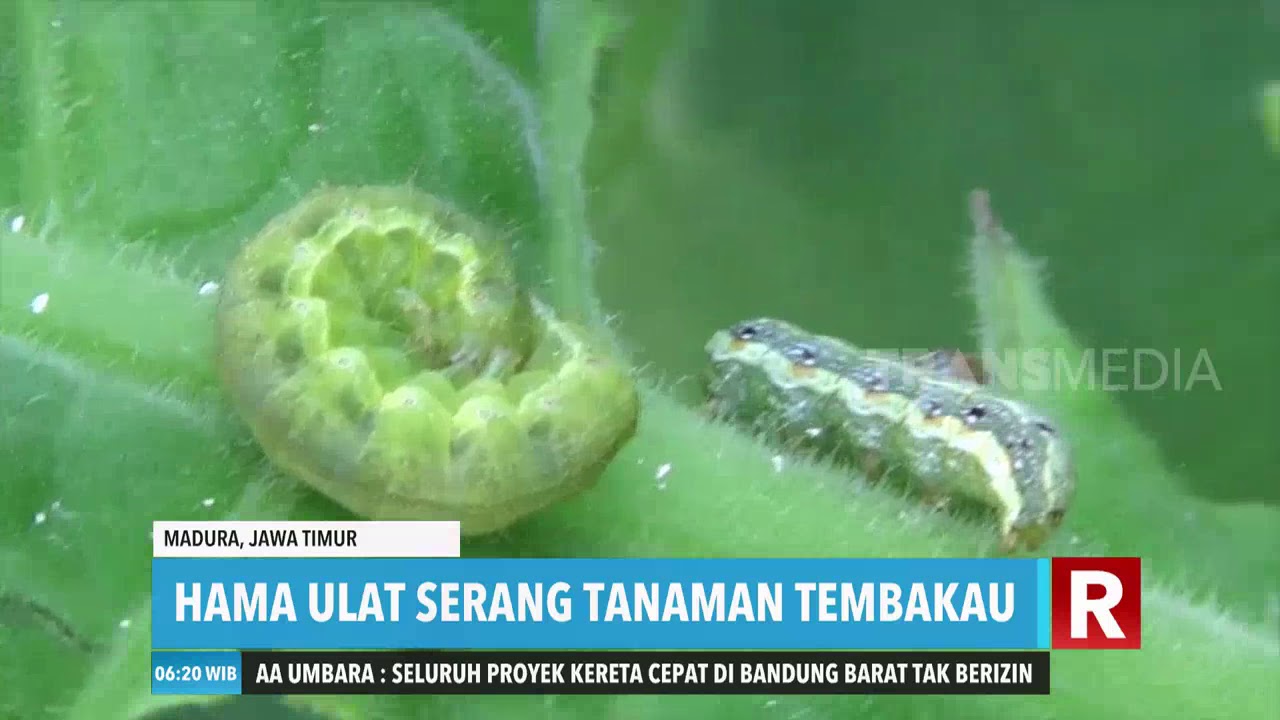 Hama Ulat Serang Tanaman Tembakau - YouTube