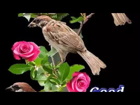 sk mahfuj boss VS =2M - YouTube