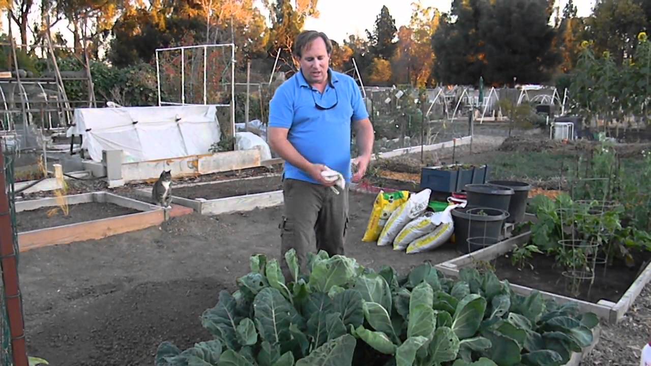 Brussels Sprouts Garden Organic Pest Control With Ladybugs - YouTube