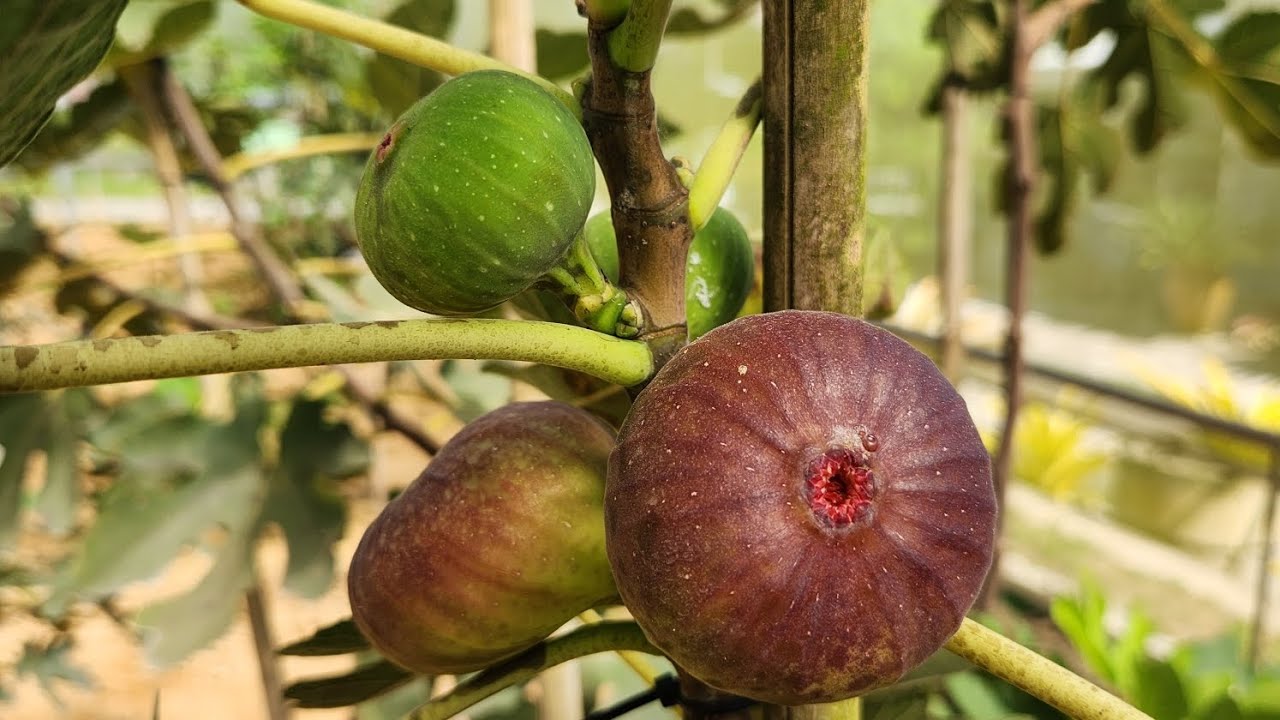 Visiting @ Fig Malaysia Farm Janda Baik - YouTube