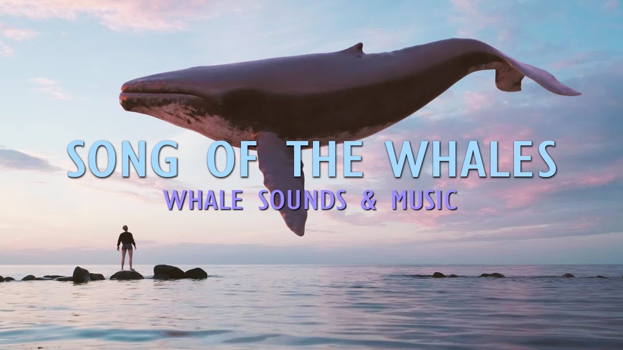 Whale Sounds & Music | 2HR Ambience | Song of the whales - YouTube