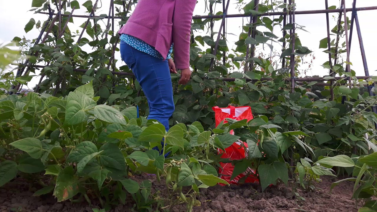 Last year kong bagyo beans nagharvest part 1 - YouTube