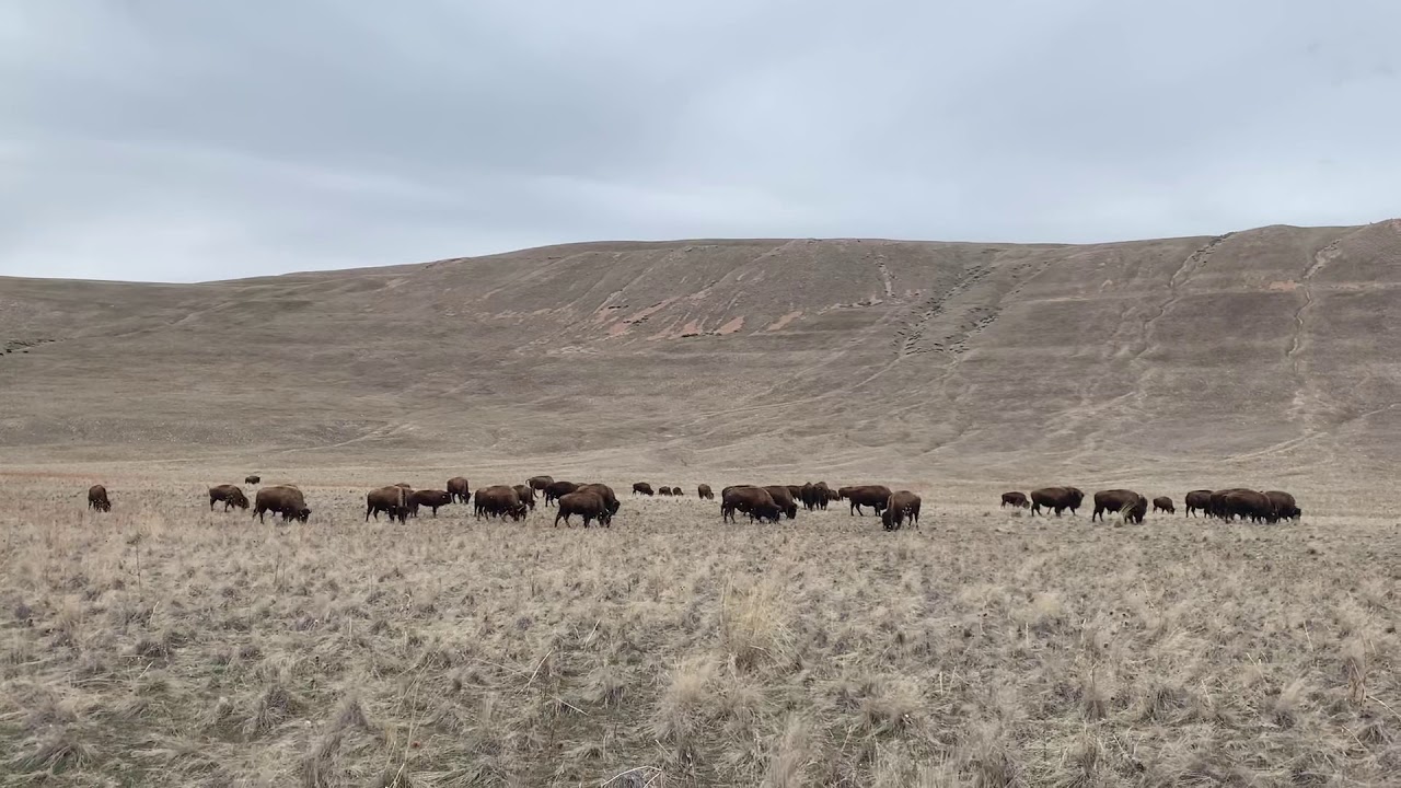 Bison at Antelope Island Utah - YouTube