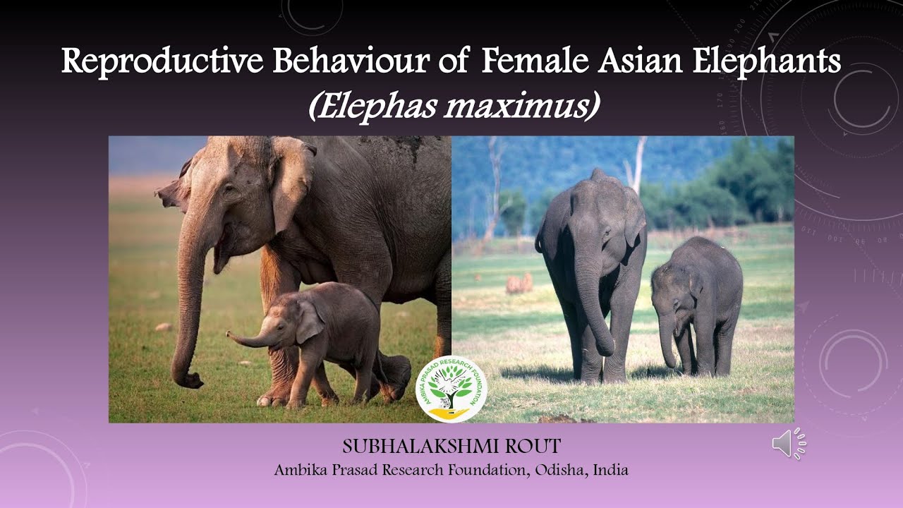 Reproductive behavior of female Asian elephants; #wildlife #elephants # ...