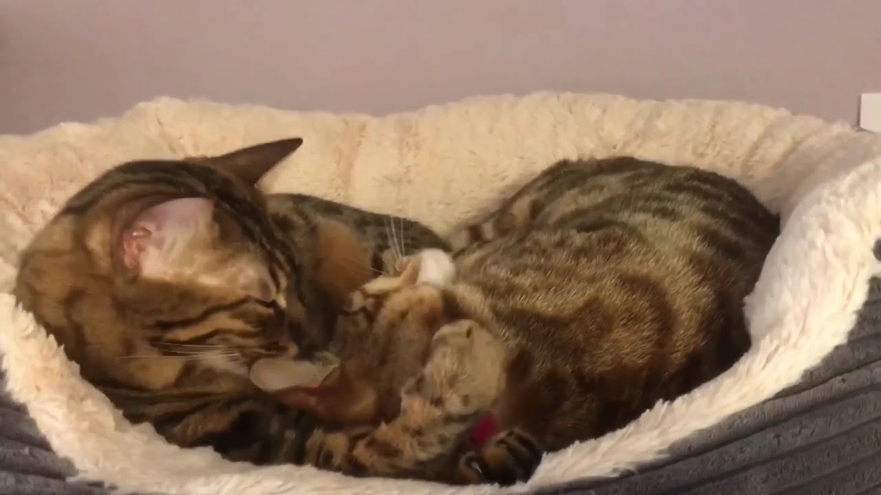 Two Savannah cats talking to each other - YouTube