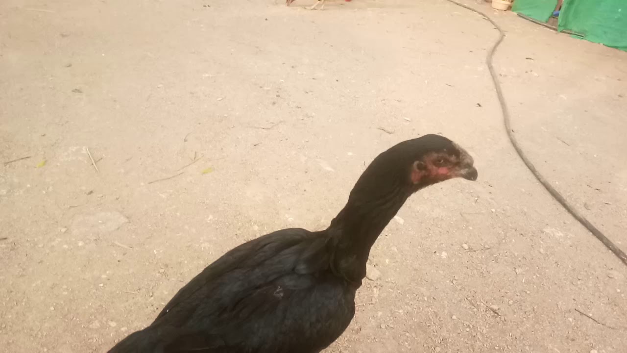 My parrot beak hen & roosters 8309180297 - YouTube