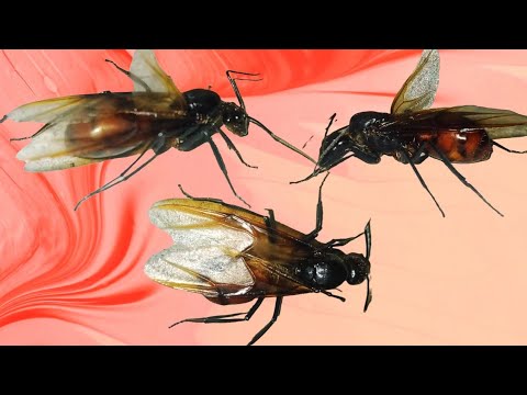 Semut Raksasa menanti kecoa #semut #kecoa #serangga - YouTube