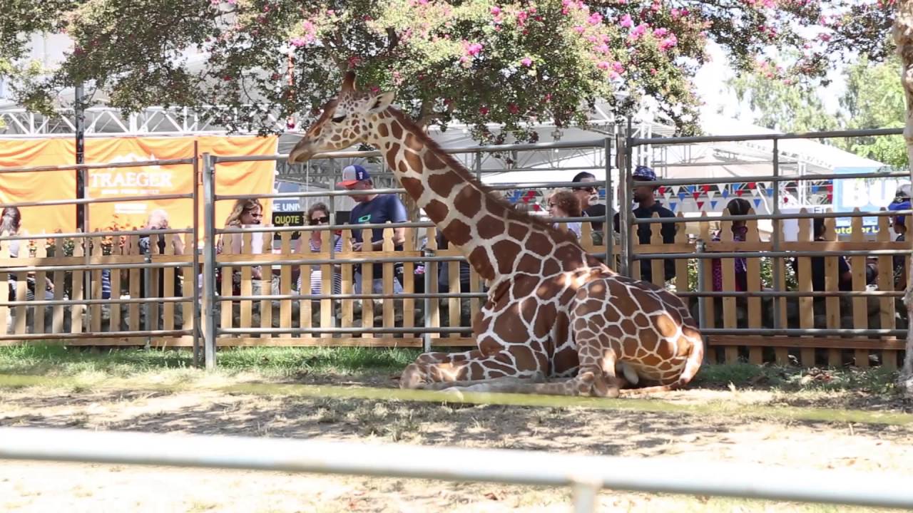Mojo's Wild & Crazy Lagoon at the LA County Fair - YouTube