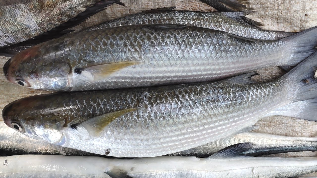 Madava Fish Cutting | Flathead Grey Mullet | மடவா மீன் | Fish Cutting ...
