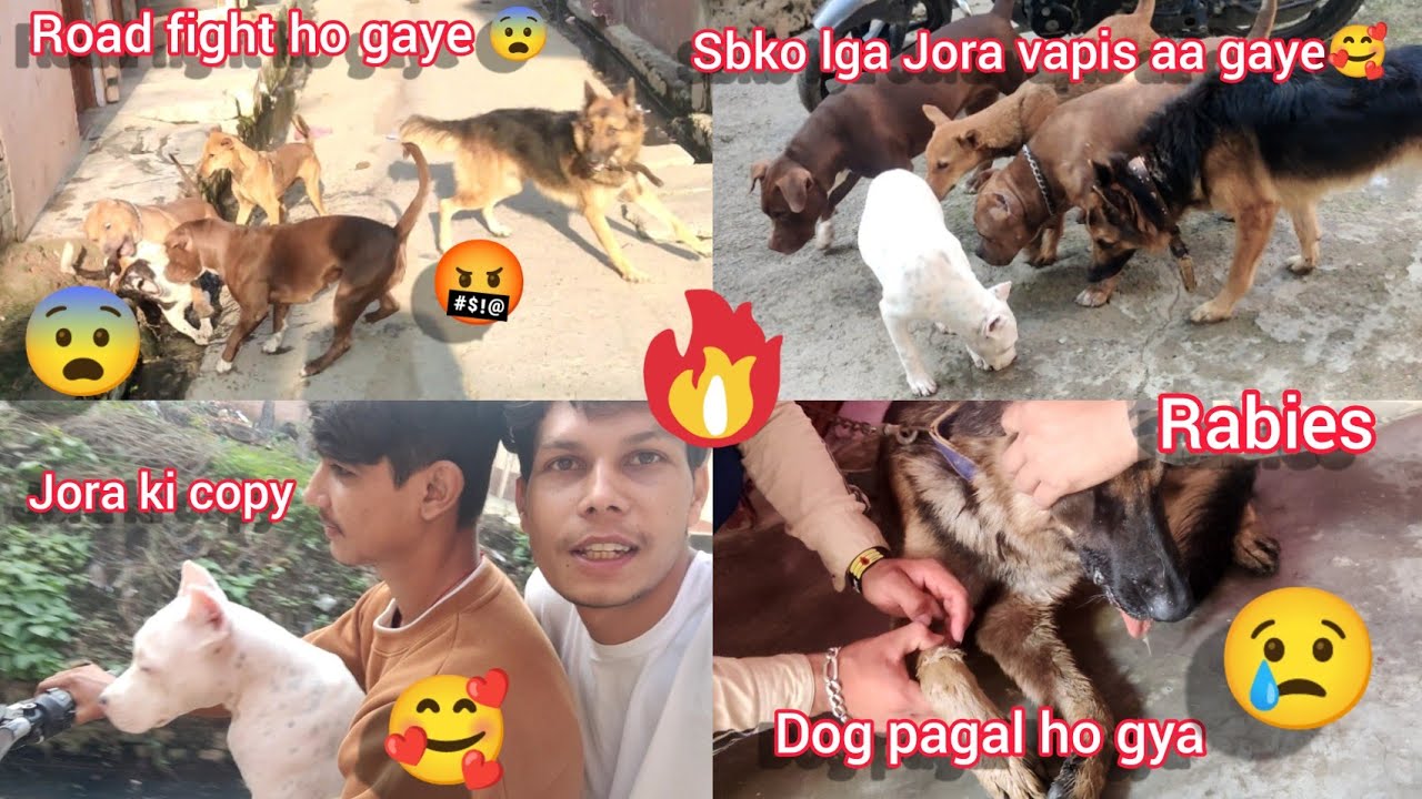 Sb Dogs Ko Lga Jora Vapis Aa Gaye || Gsd Dog Pagal Ho Gaya Rabies Na ...