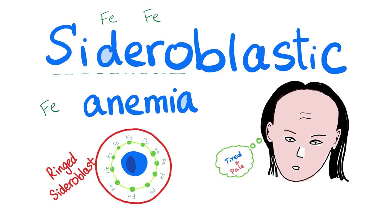 Sideroblastic Anemia - YouTube