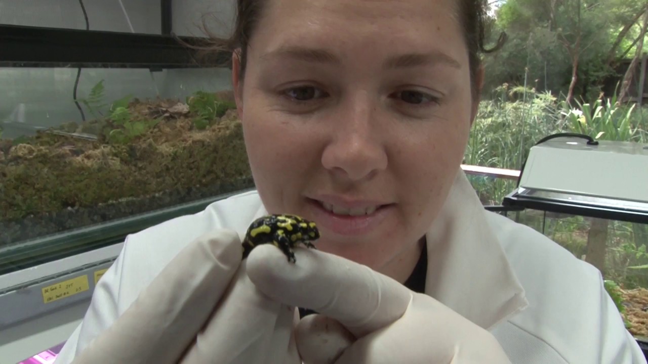 Breeding Southern Corroboree Frogs - YouTube
