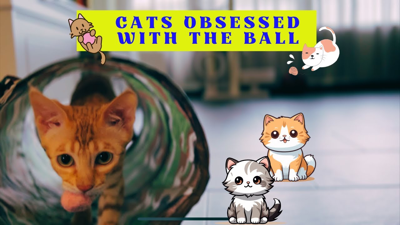 Watch as these cats catch and retrieve the ball!🐈🐈‍⬛ - YouTube
