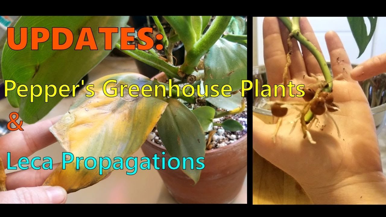 UPDATES: Pepper's Plants & Leca Propagation - YouTube