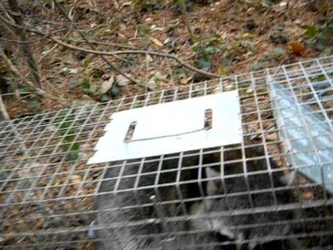 Coon trapping...Raccoon tapped in live trap!!! - YouTube