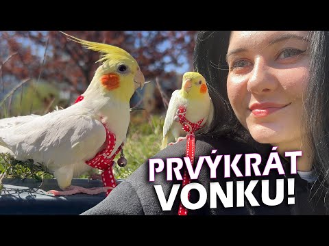 IŠLA SOM PO PRVÝKRÁT VONKU S ELVISOM!