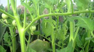 How to Get Rid of Horntail Caterpillars