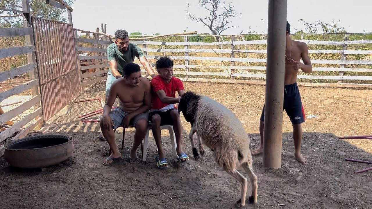 DESAFIO COM CARNEIRO BRAV0 😱 - YouTube