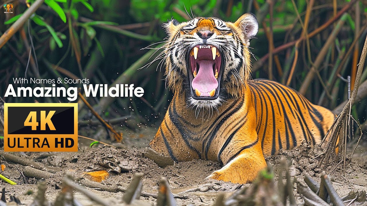 Amazing Wildlife 4K ULTRA HD With Names & Sounds - YouTube