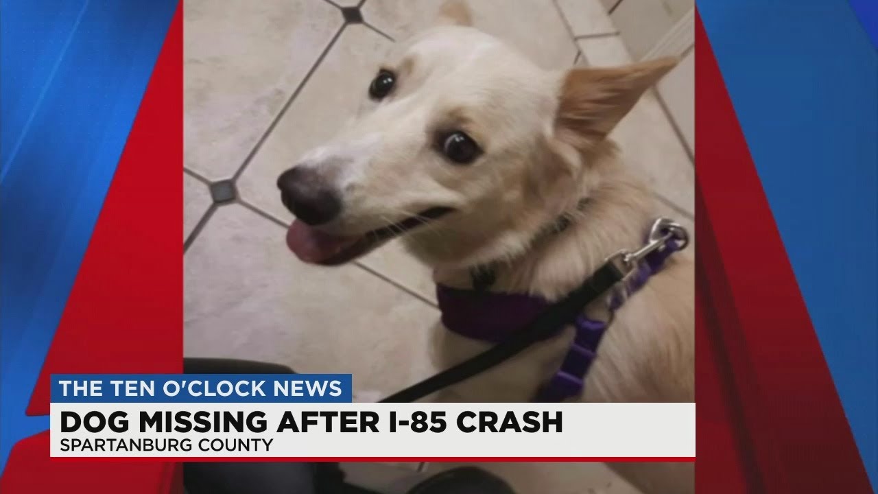 A family searches for their lost dog after a serious car crash - YouTube
