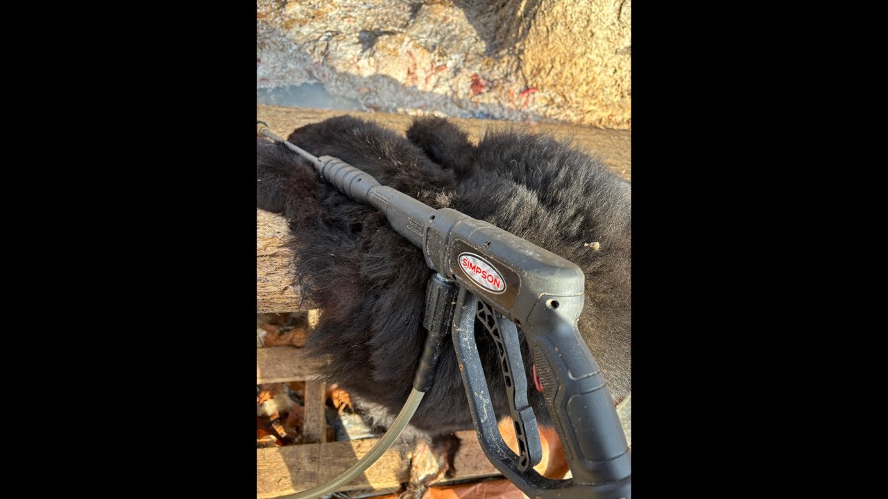 Blake Byler is live! Fleshing bear hides - YouTube