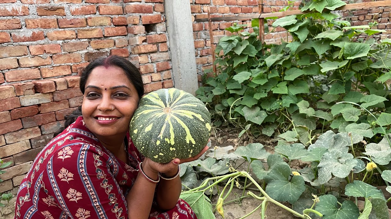 First KADDU Ki Harvesting 😱 | Home Garden Vegetables - YouTube