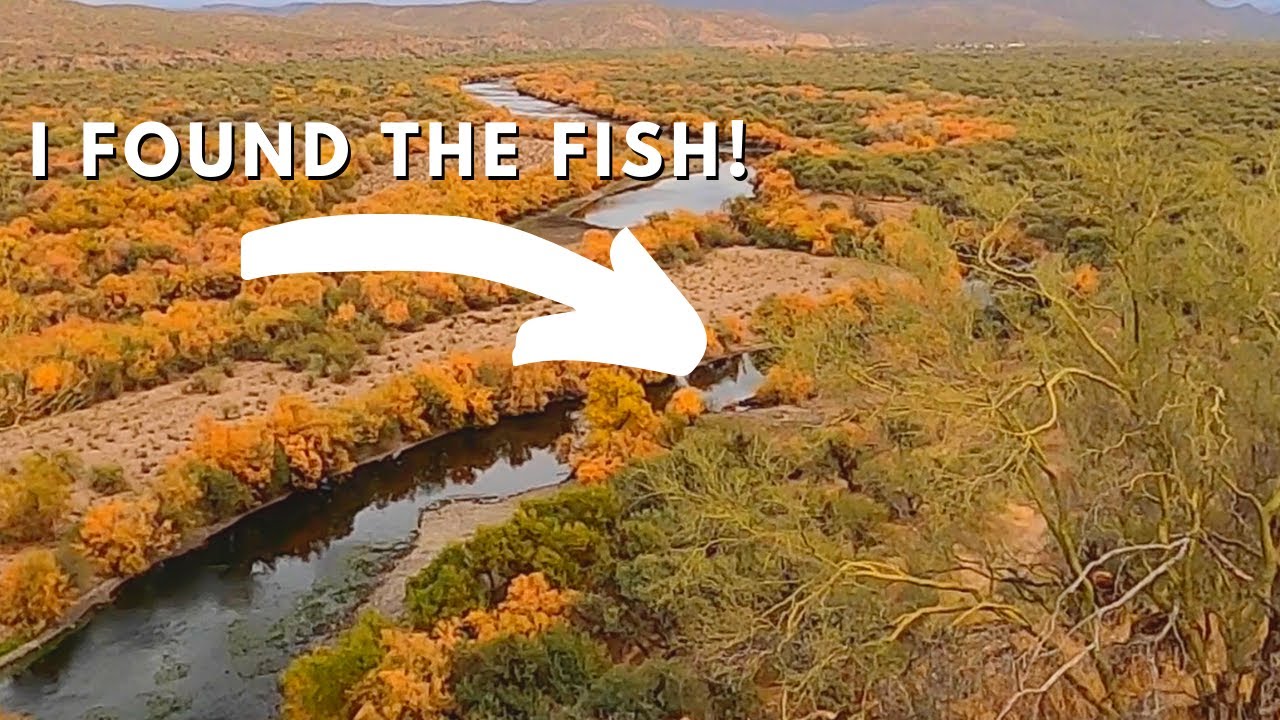 I Found All The Fish in the Salt River - YouTube