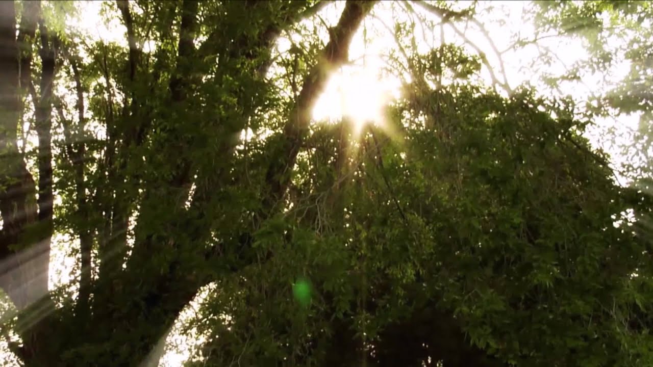 Olguta Berbec-Padurice, loc umbros (Official Audio) NOU - YouTube