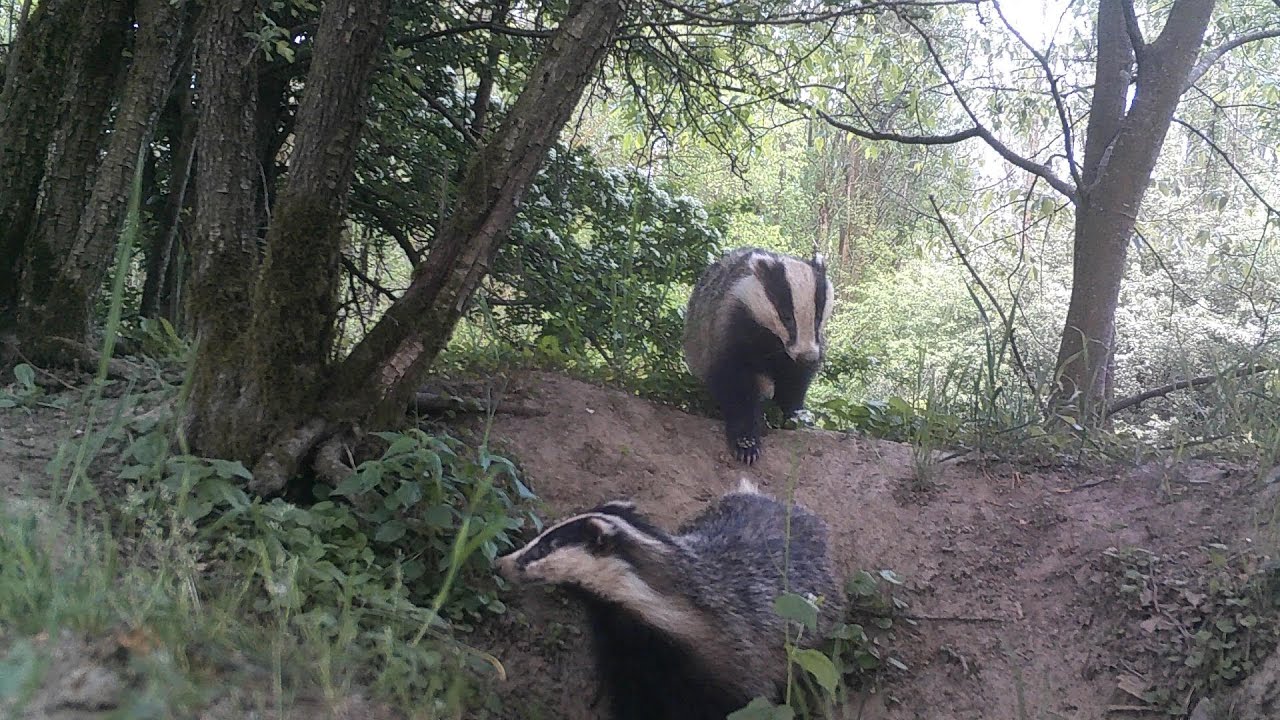 ...tassi, istrici e volpi nella Grande Foresta di Travacò... - YouTube