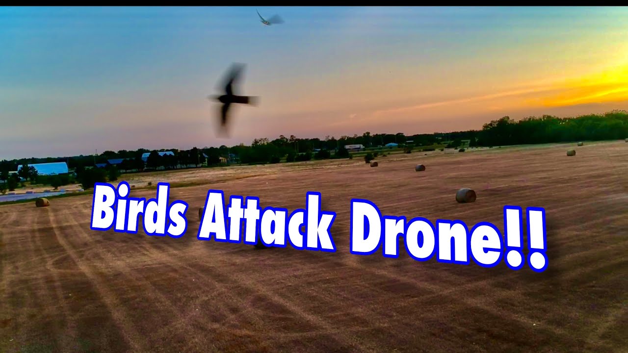 Birds Attack My Drone!! - YouTube