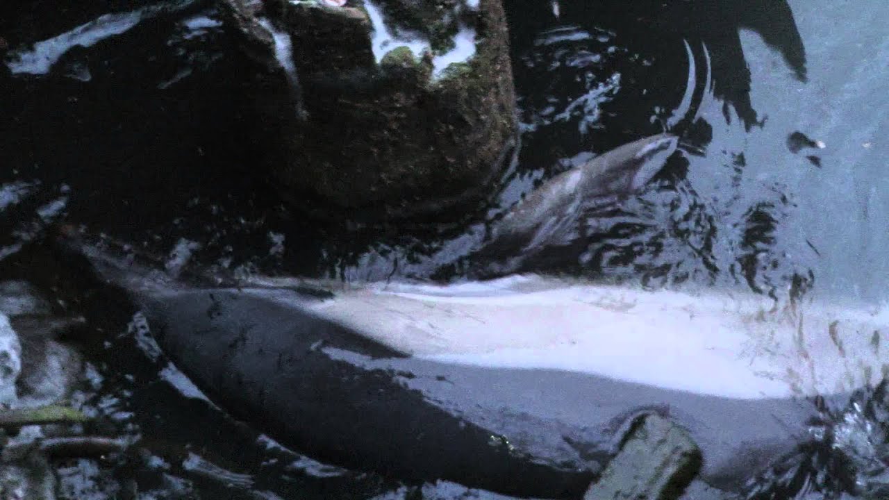 Dolphin Stuck in Gowanus Canal Brooklyn NY 01/25/13 - YouTube