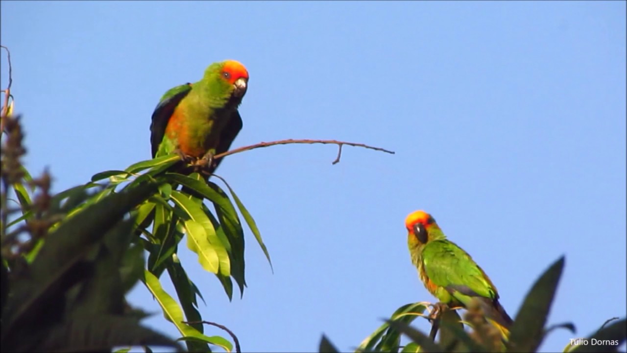Video 42 - Aratinga auricapillus, Jandaia-de-testa-vermelha - YouTube