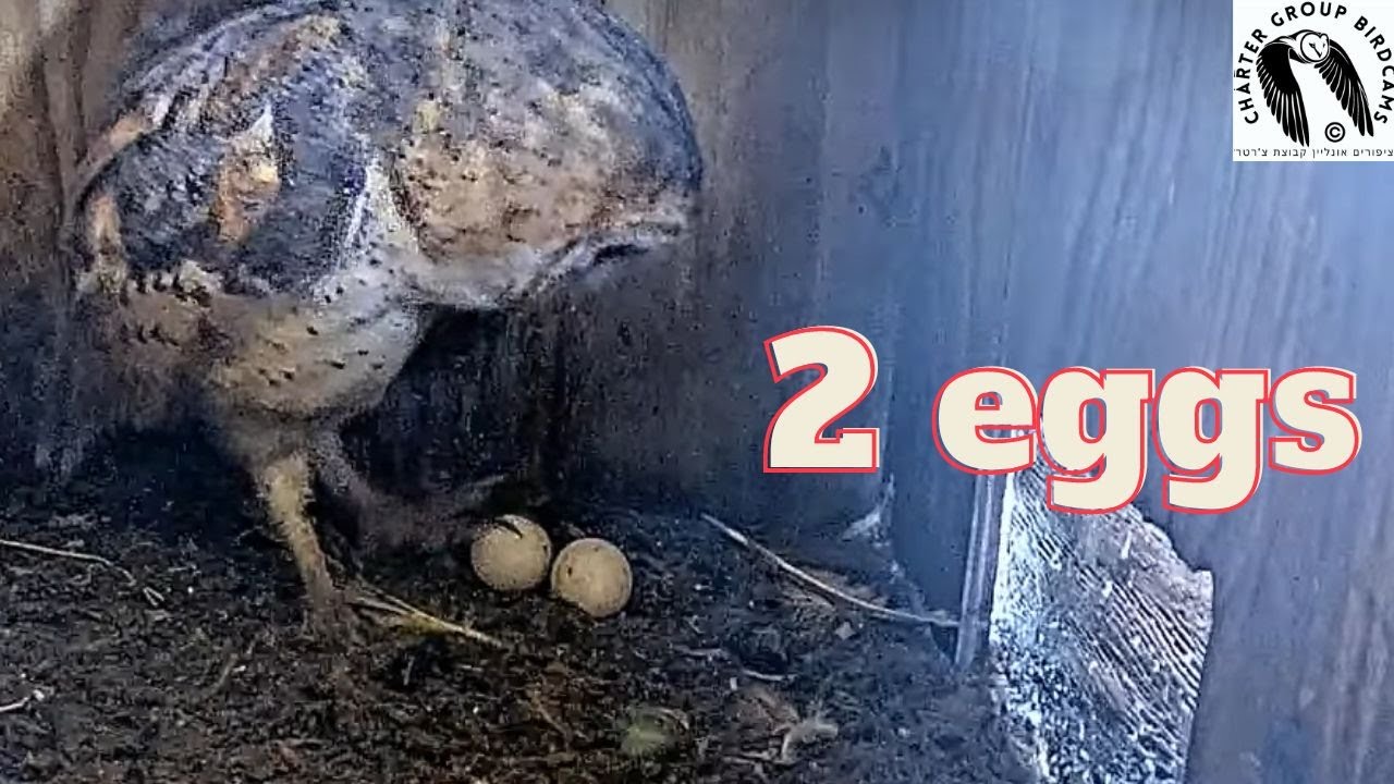 Congratulations! The Second Egg Has Been Laid In The Barn Owl Florida Cam 2. - YouTube