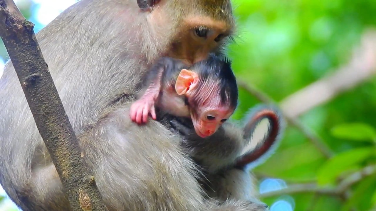 Congratulations! Mother monkey in Amber troop gave a new birth baby ...