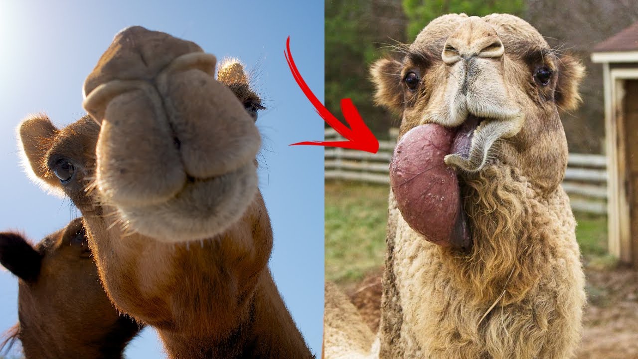 13 fun facts about camels || interesting facts about camels🐪 - YouTube