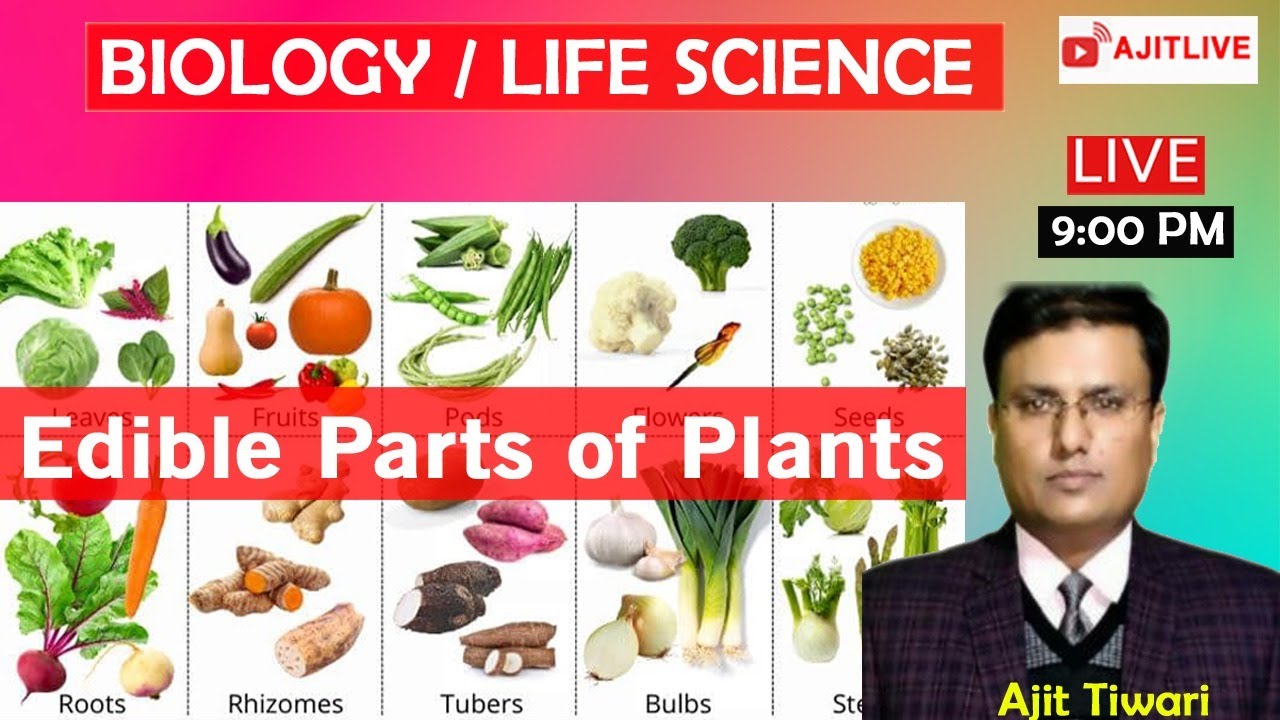 L6-Edible Parts of Plants - YouTube