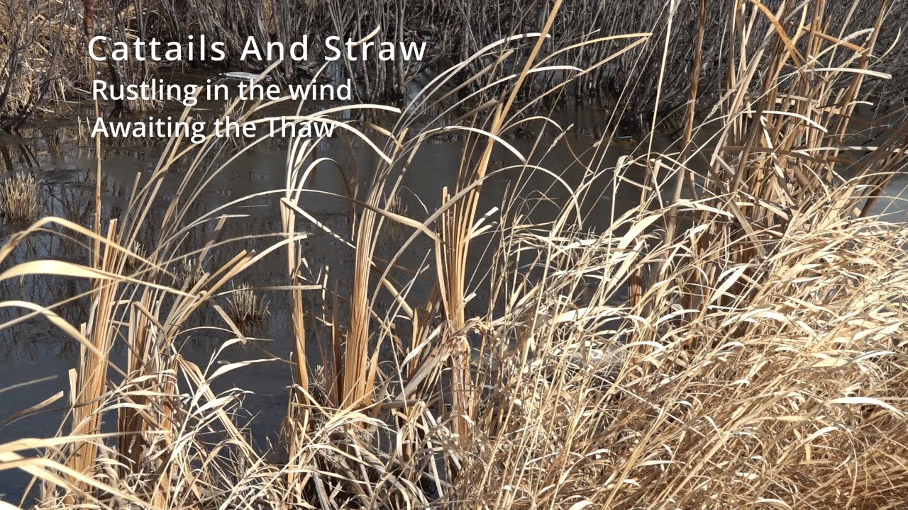 Cattails And Straw - Rustling in the wind - Awaiting the thaw - YouTube
