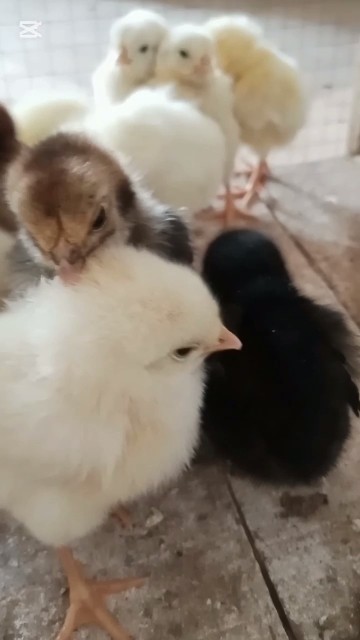 colour full chicks ll poor chicks and cruel mother hen ll @Rushd ...