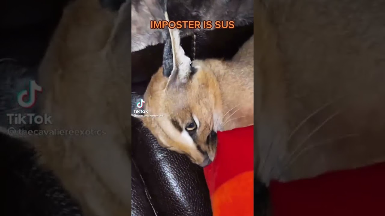 Floppa kills among us plush - YouTube