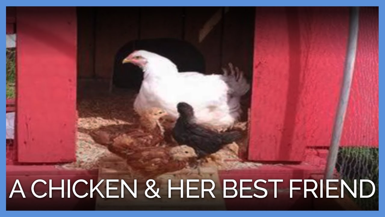 Cutest Thing You'll See Today: Chicken and Truck Driver Best Friends ...