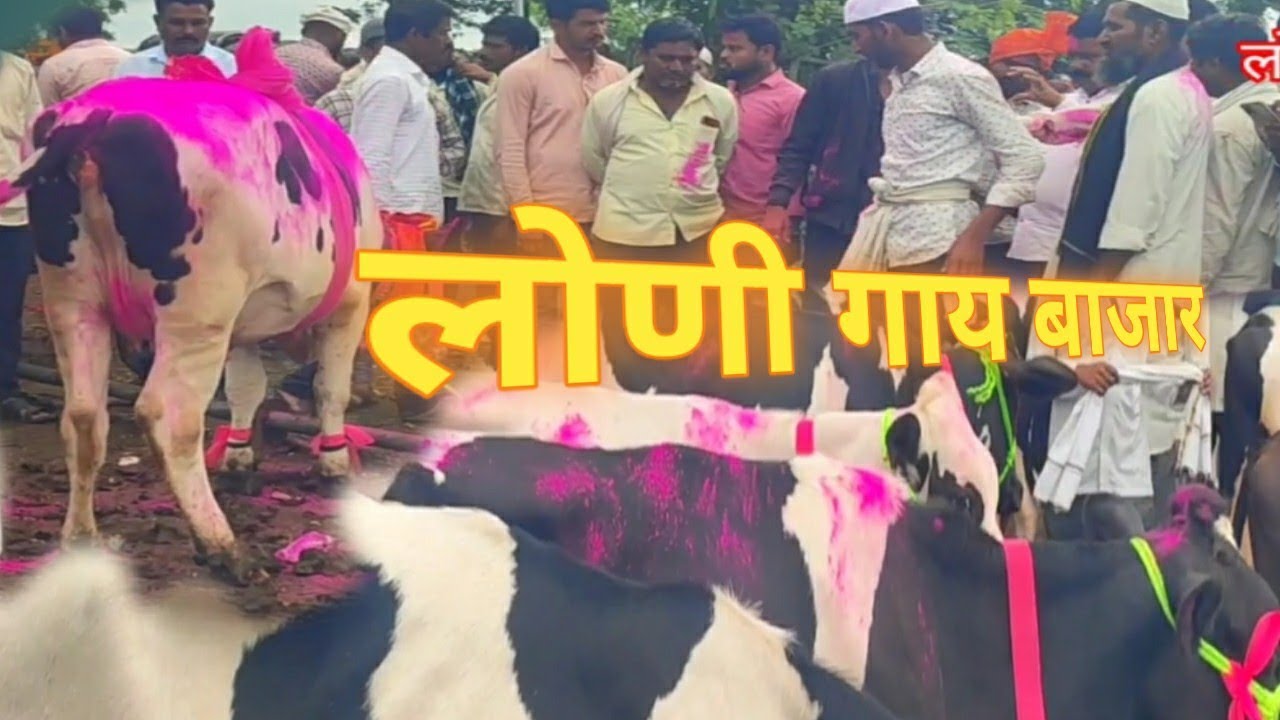 Loni market cow खूप मोठ्या संख्येने बाजारात आल्या गाय पंजाब हरियाणा ...
