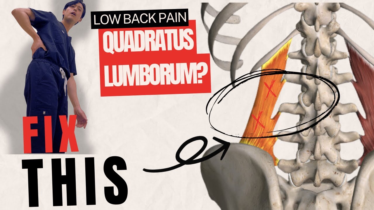 Quadratus Lumborum (QL) | Stretch, Strengthening, and Massage - YouTube