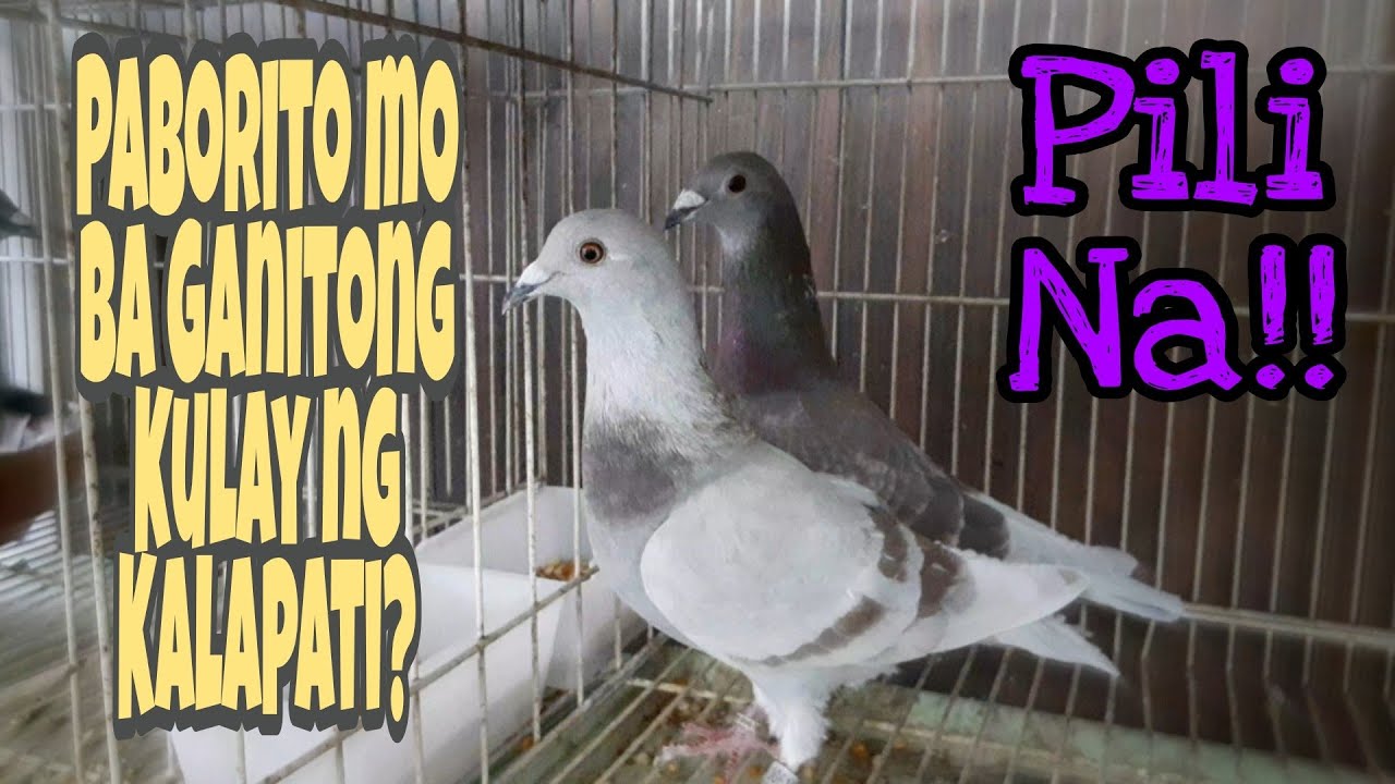 Brown Bar Racing Pigeons / ATBP - YouTube
