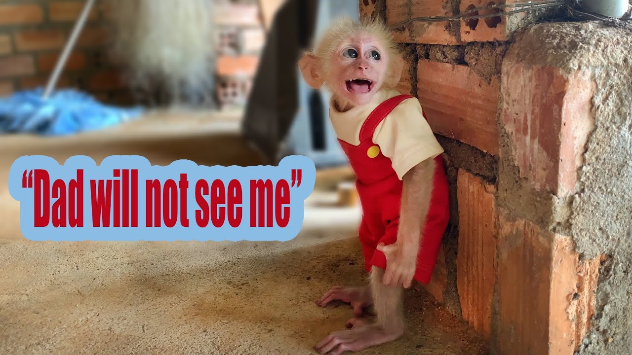 Cute baby monkey Moon pretends to hide from dad - YouTube