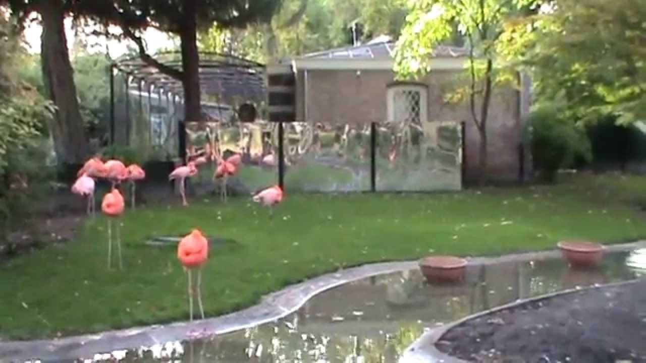 Zoo Antwerpen, pinguïns & hun buren - YouTube