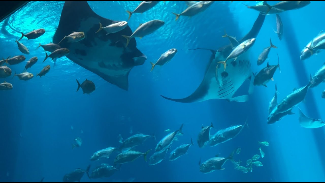 Dancing Manta Rays - YouTube