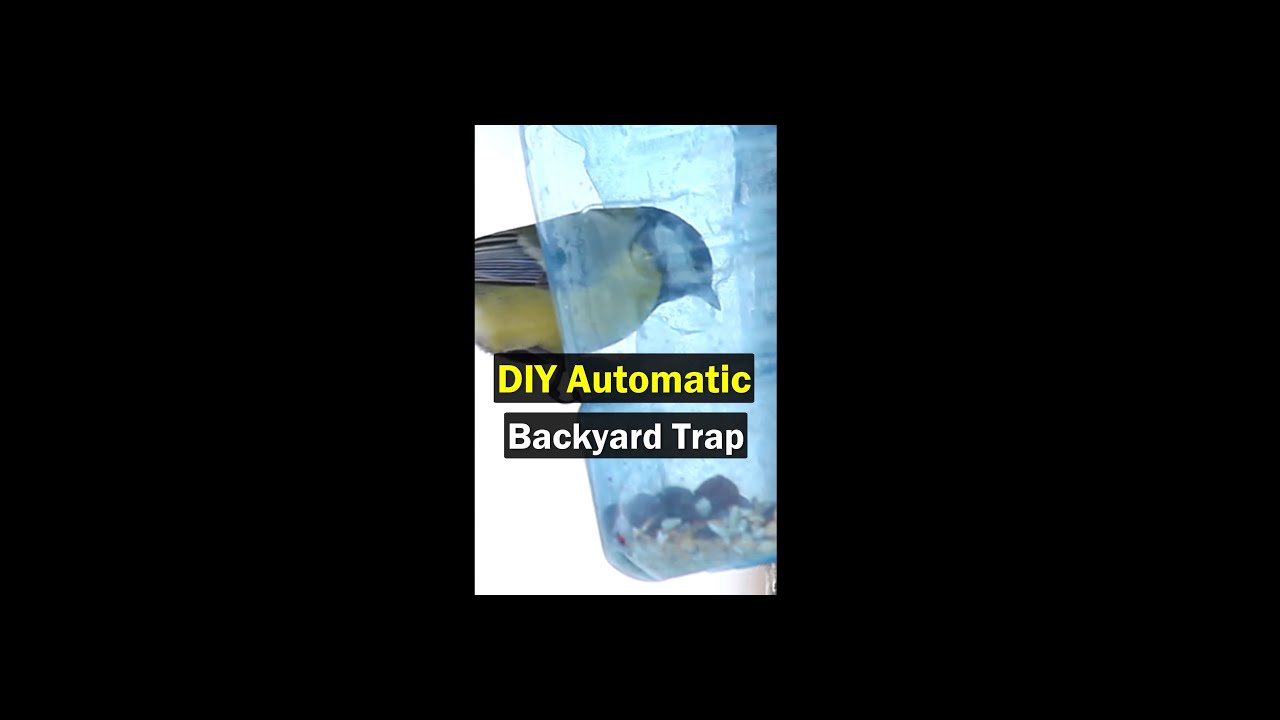 How To Make A Trap For Birds And Small Animals YouTube how-to-make-a-trap-for-birds-and-small-animals-youtube